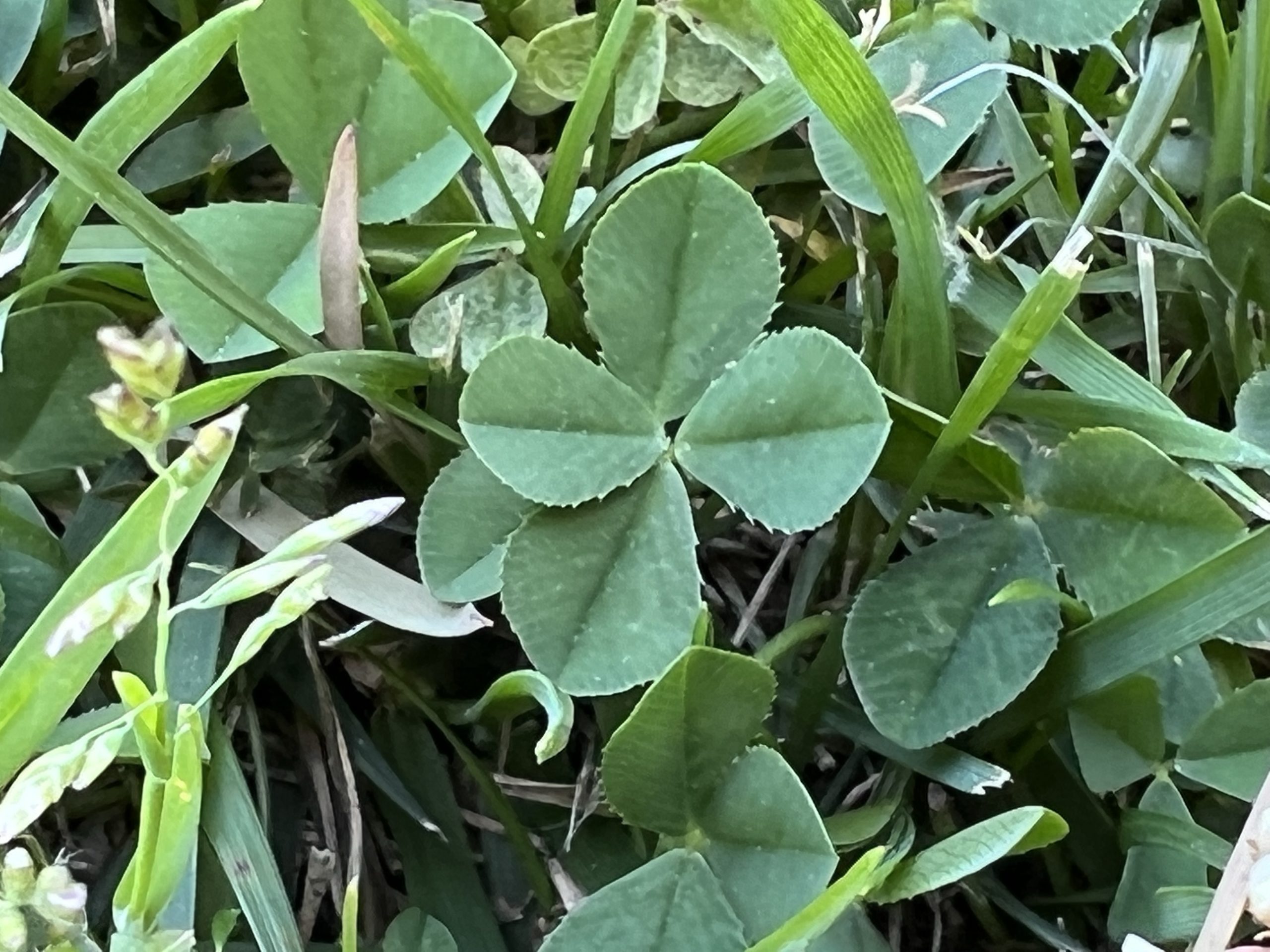 5 Leaf Clover 37prime news